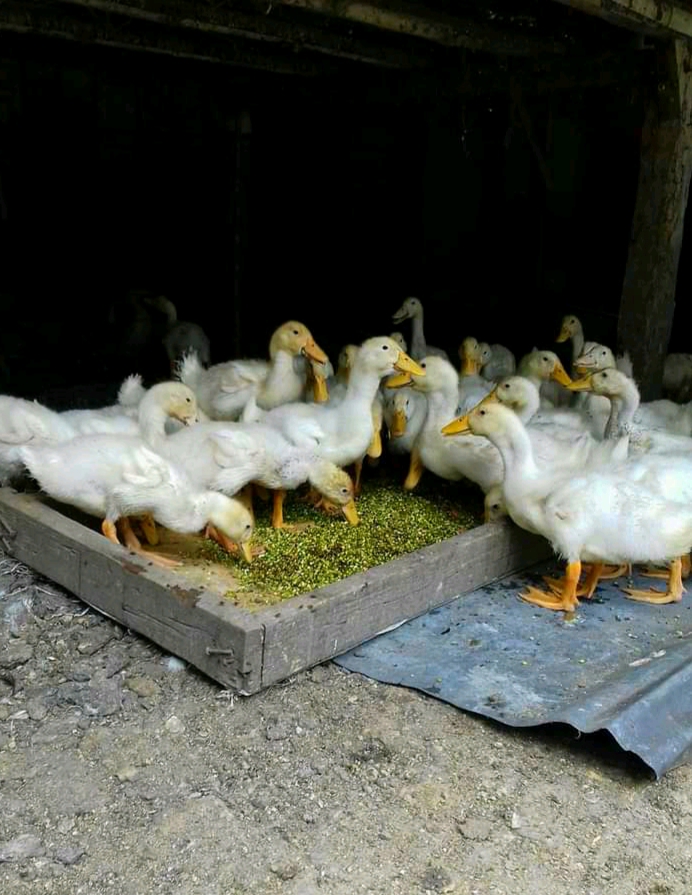 10 Bahan Pakan Itik Hemat dan Bergizi - IDNFARMERS