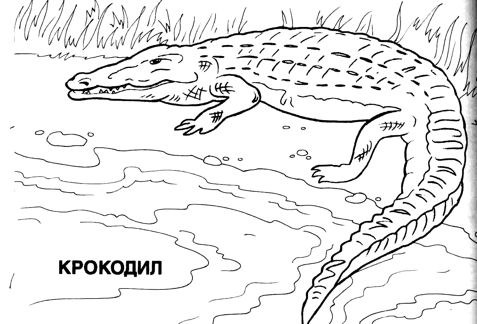 Populer 26+ Sketsa Gambar Buaya