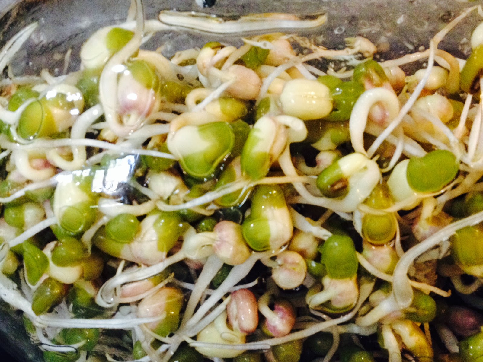 Mama Boo's Kitchen: How to sprout Mung Beans