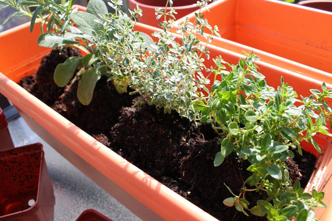 Cook In / Dine Out: Growing an Herb(an) Garden