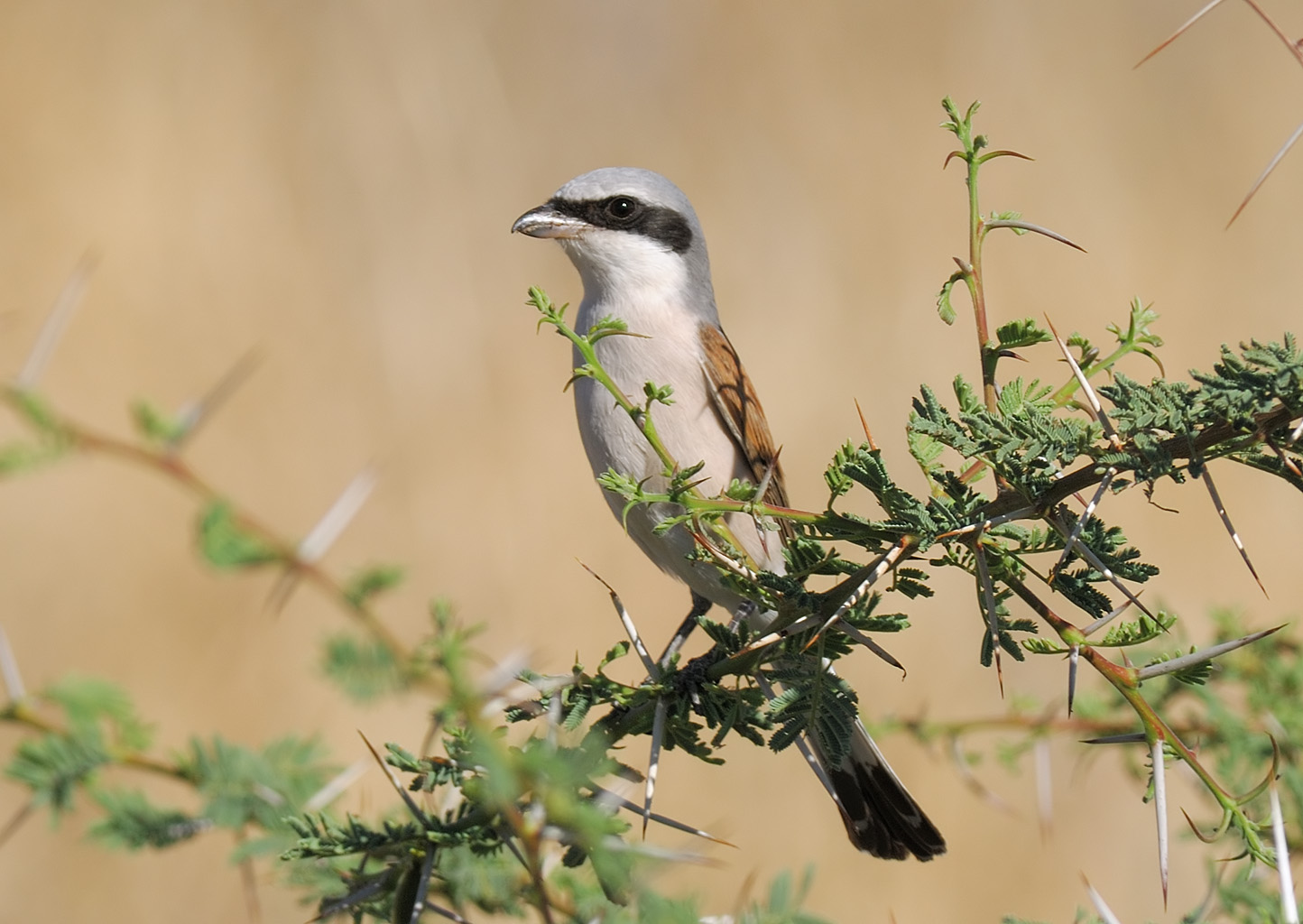 Burung Cendet - Long-Tailed Shrike (Lanius schach) - Ryan Maigan Birds