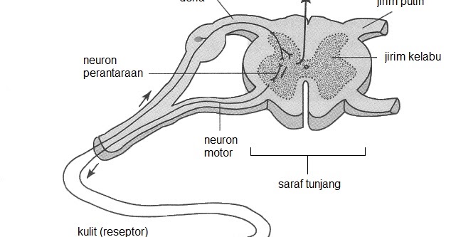 Sains 4 5: Tindakan Refleks