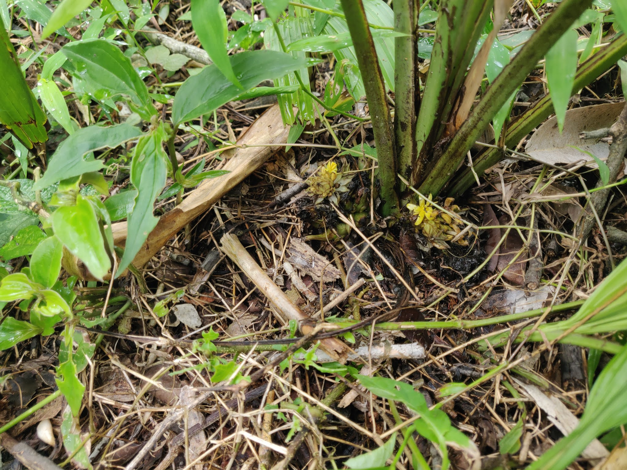 Gambar Pokok Hutan seperti pokok kelapa. Ternyata buahnya manis bila ...