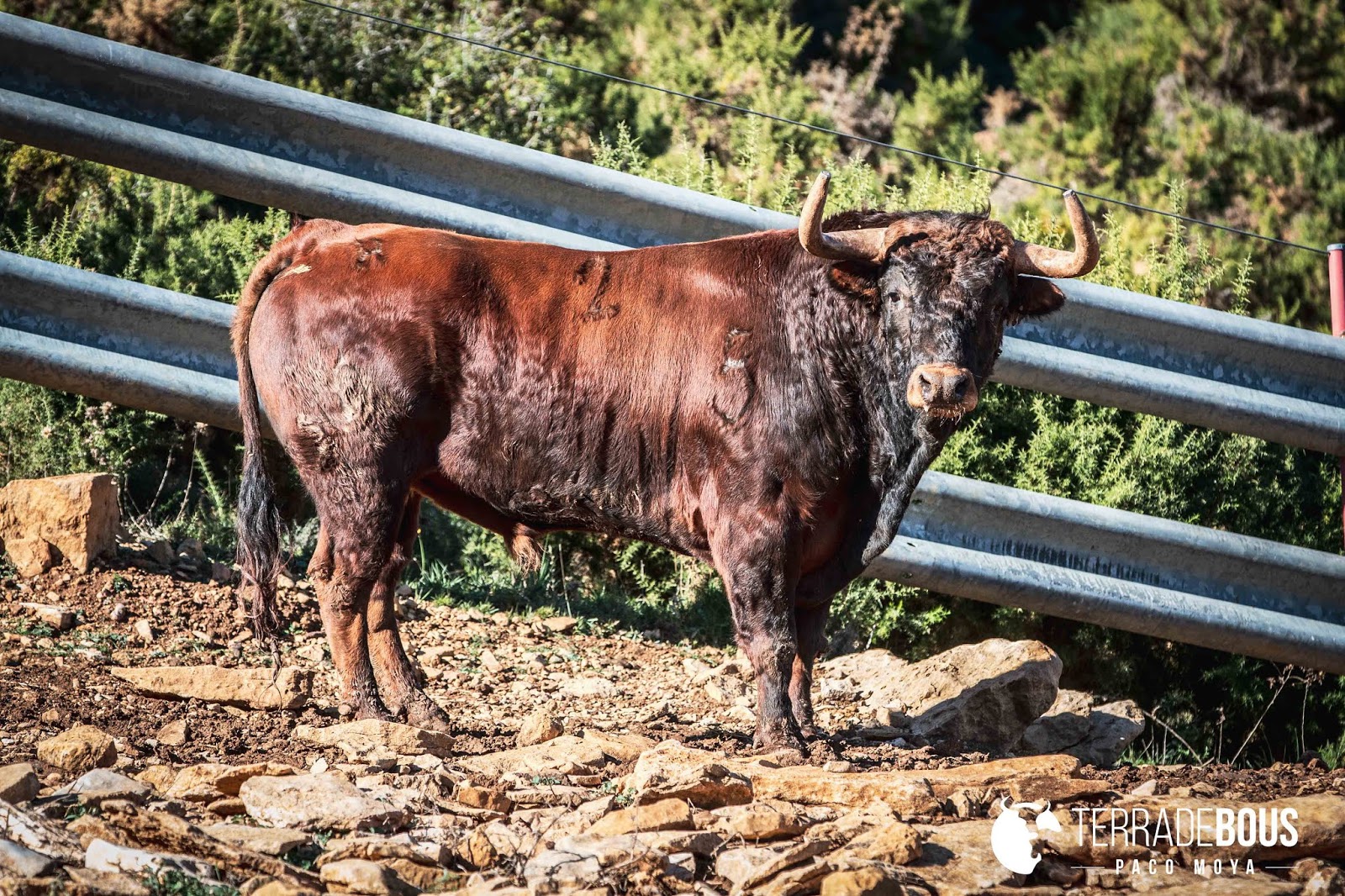 TOROS CERRILES PREPARADOS EN LA FINCA LA CARRASCA PARA LA PRÓXIMA TEMPORADA
