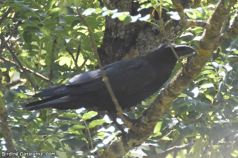 Birding Catalunya: Corb (Corvus corax)