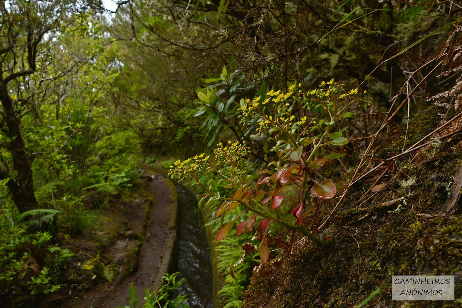 Caminheiros Anónimos Levadas da Madeira : Levada Grande do Paul (Calheta)