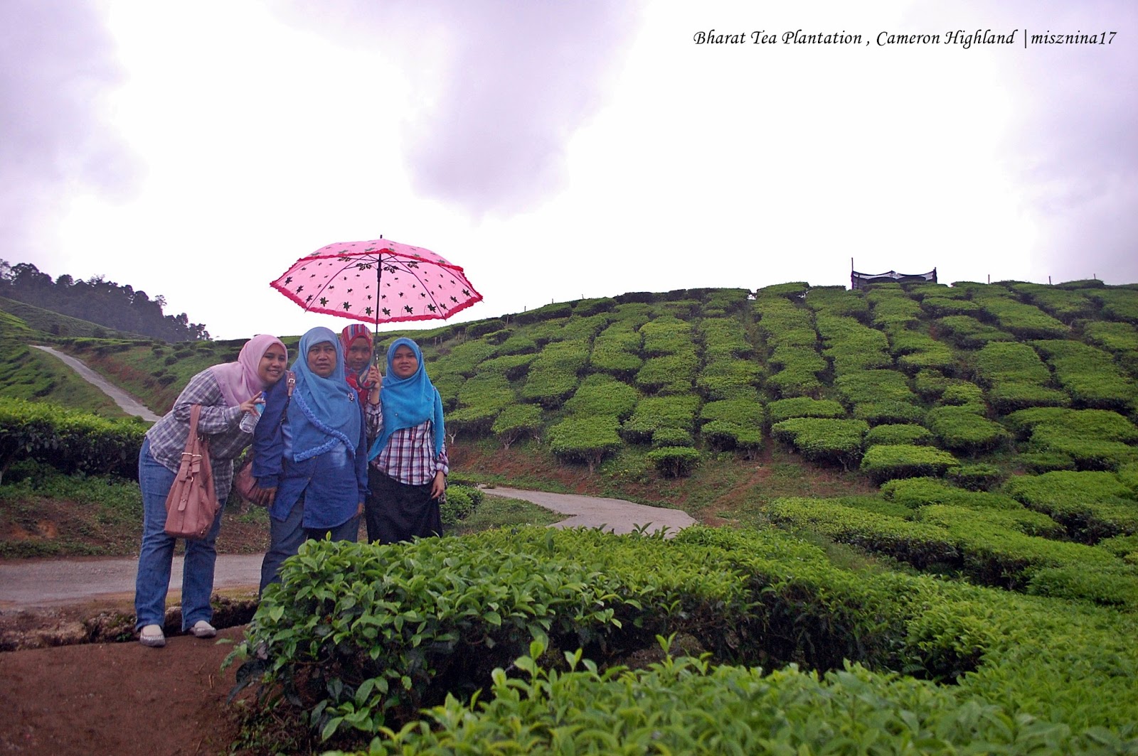 Bharat Tea Plantation,Cameron Valley, Tanah Rata, Cameron Highlands-