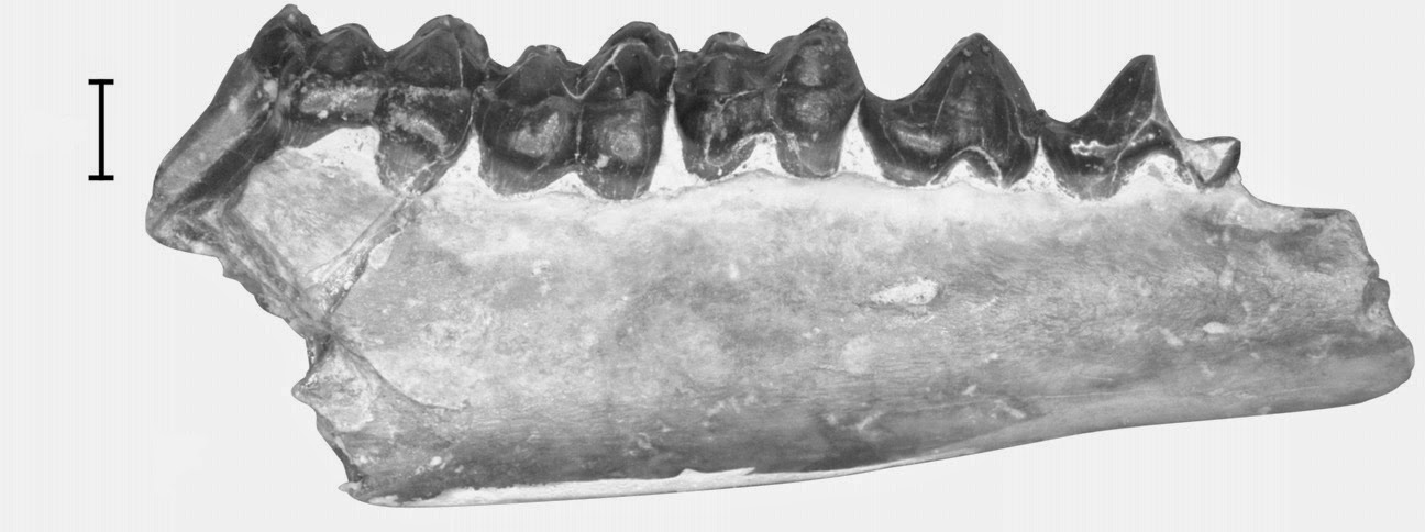 Sciency Thoughts: A new species of Early Eocene Artiodactyl named after ...