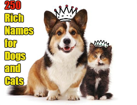250 Rich Dog Names and Cat Calls