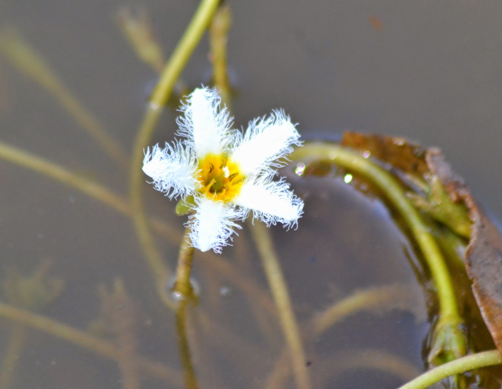 WWF-MSO: Glory of Allapalli, Hemalkasa - Gadchiroli