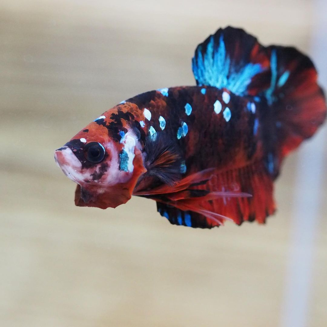 The Exotic Live Male Galaxy Koi Halfmoon Plakat (HMPK) Tail Siamese ...