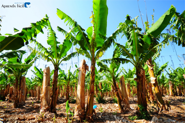 FRUTAS BRASIL: Clima para Bananeira