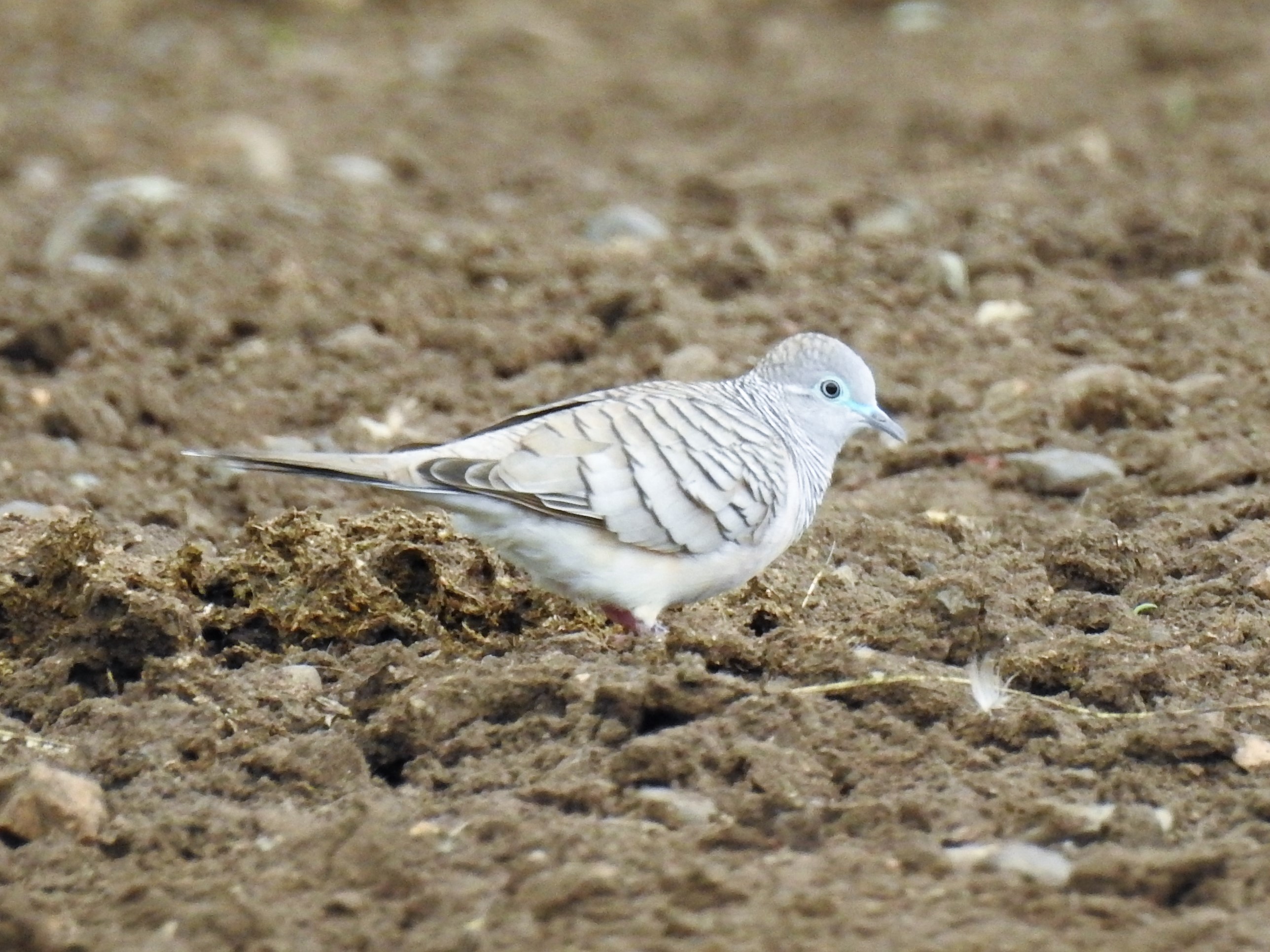 Birding - Tweed Heads - Australia: Tweed Bird List with Photos
