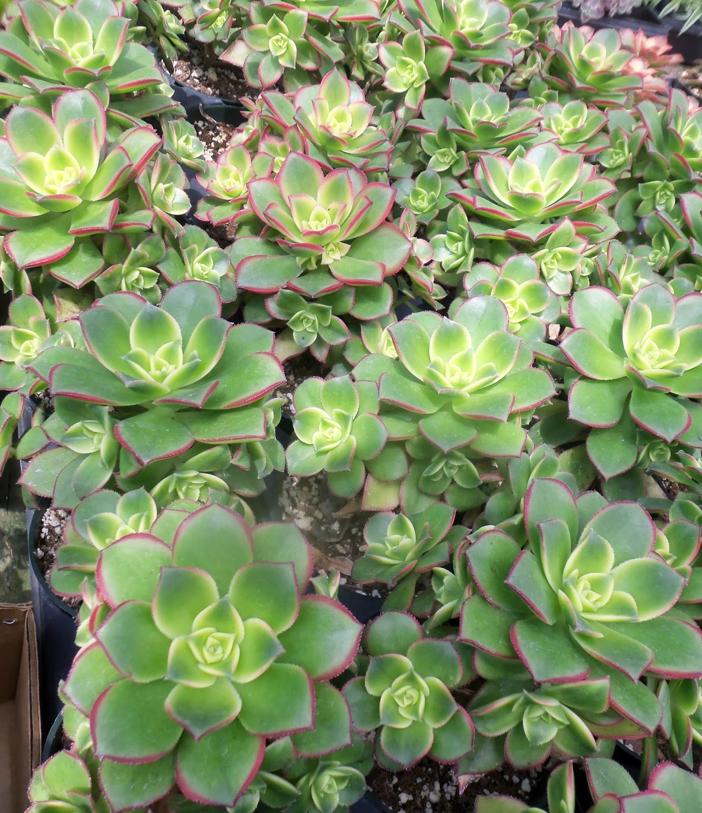 A Primitive Plot: Succulents at Graye's Greenhouse