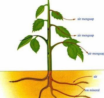 Pengertian Transpirasi Tumbuhan | Seputar Pengertian