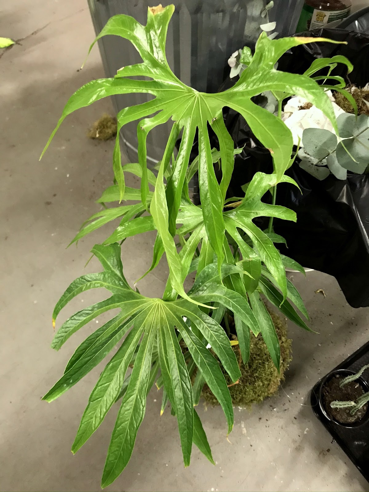 danger garden: Visiting Arium Botanicals, in Portland