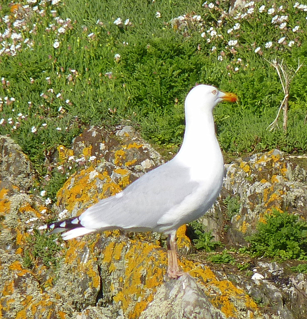 Birding For Pleasure: Copeland Island Visited Part 5