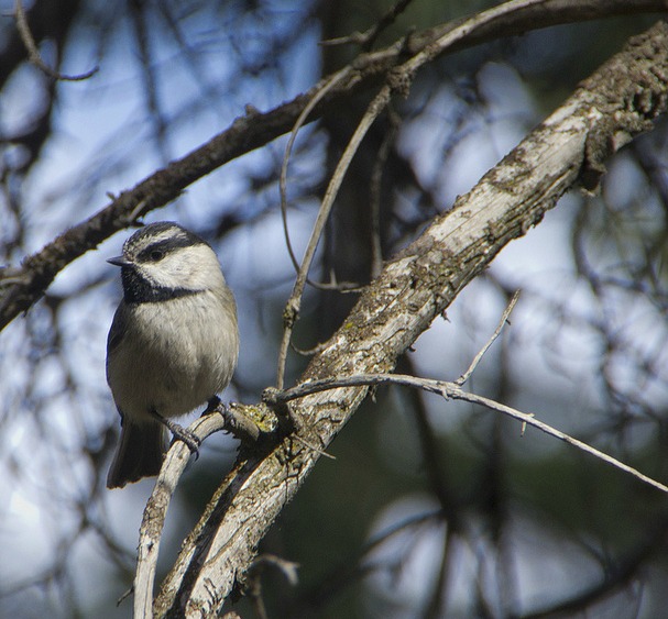 Birding Is Fun!: The Birds of November