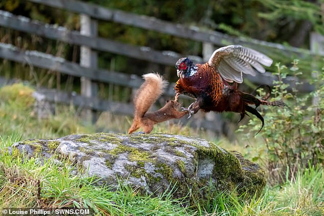 Incredible Moment A Game Bird Attacks A Red Squirrel In Battle Over Nuts