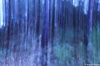 Droites forestières, la forêt symbolique ~ FontaineBleau Passion