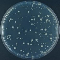 Media Pertumbuhan (Buatan) Mikrobiologi - Mydokterhewan