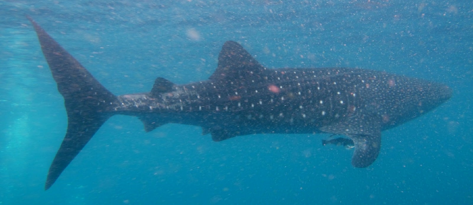 Un Grand Tour: Les petits poissons : Le Requin Baleine