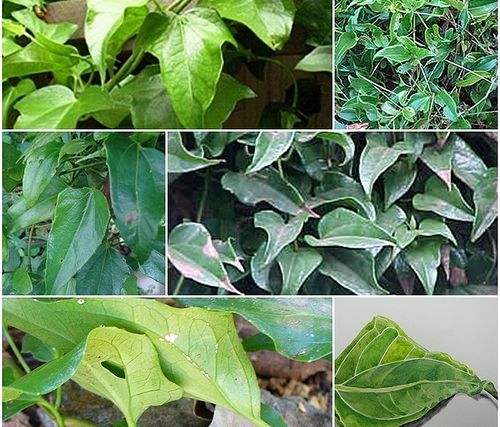 CALDEIRÃO DE PLANTAS MEDICINAIS: Guaco e suas propriedades