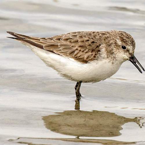 Little stint (Calidris minuta) | Birds of India | Bird World