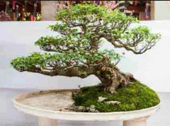 Bonsai Loa - Pohon Lo Yang Berpotensi Juara
