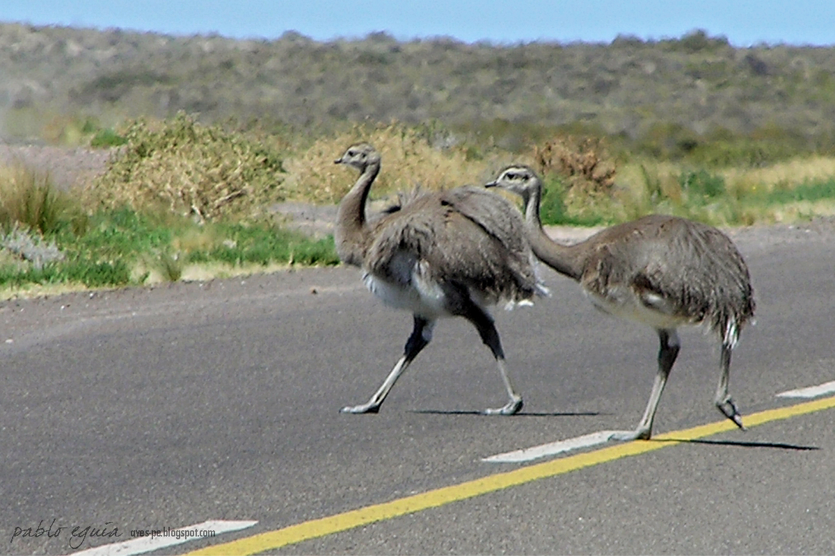 mis fotos de aves: Rhea pennata Choique Lesser Rhea