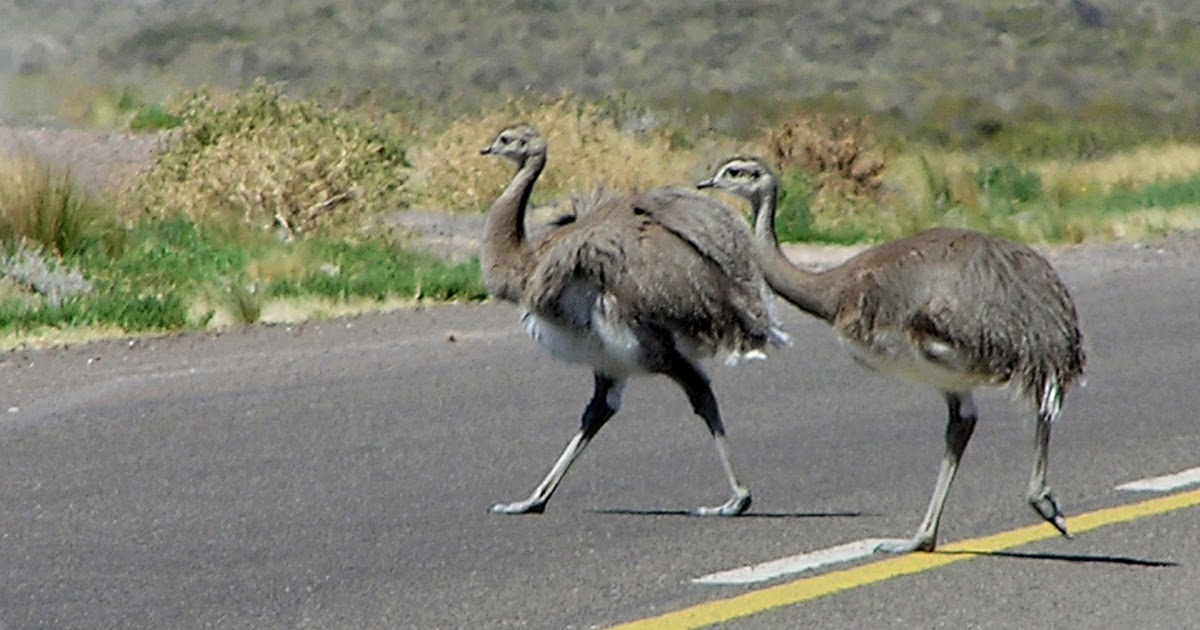 mis fotos de aves: Rhea pennata Choique Lesser Rhea