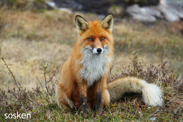 SØSKEN: Norefjelltur med Mikkel Rev