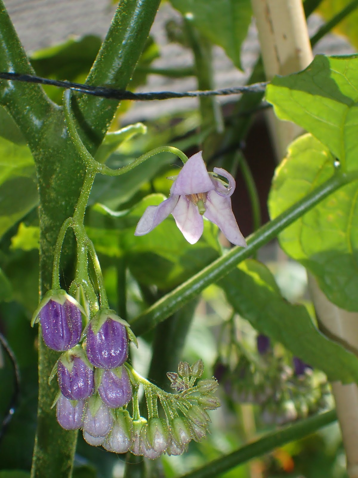 Scirpidiella's Plants: Hybrid of Hardy Tamarillo’s (Cyphomandra ...