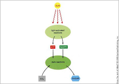 Photoautotrophy | Materi Kuliah