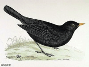 Imprensa Geográfica: Blackbird: uma alegoria sobre a liberdade de um povo