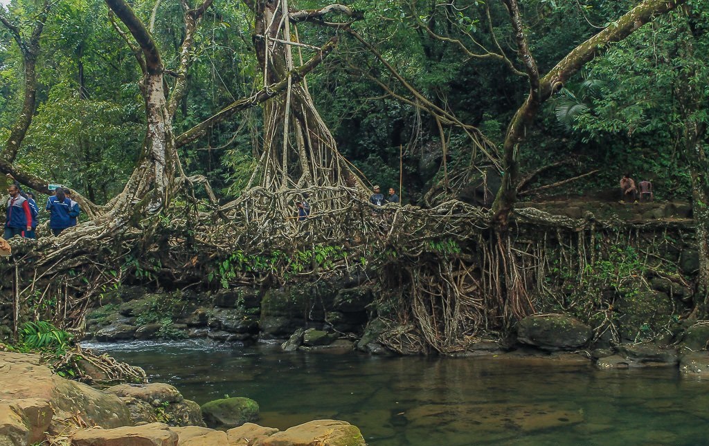 Living Root Bridges of Meghalaya, India (with Map & Photos)