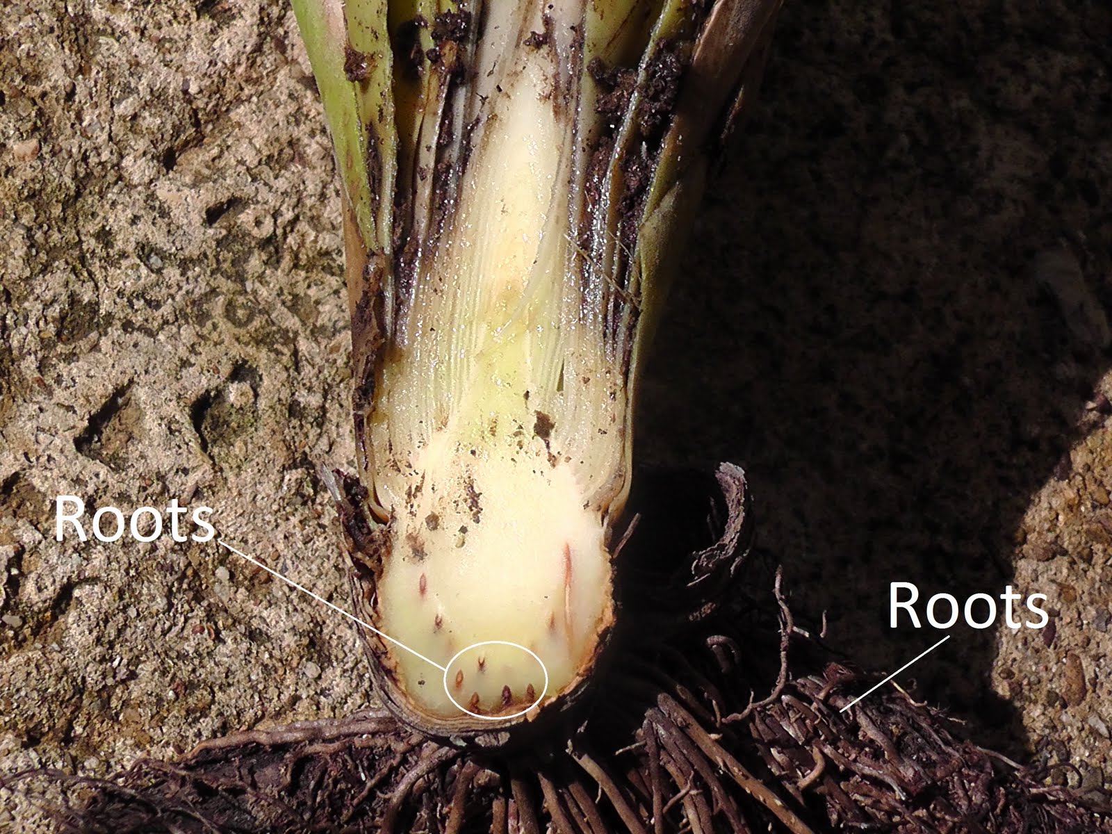 Bromeliads of Belize: Bromeliad Structure