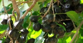 Karakteristik Tanaman Jengkol (Pithecellobium jiringa.) Tumbuhan Pohon ...