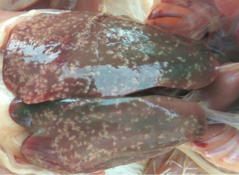 STRATEGI TERBAIK PENGENDALIAN TOKSIN PADA PAKAN UNGGAS | Majalah ...