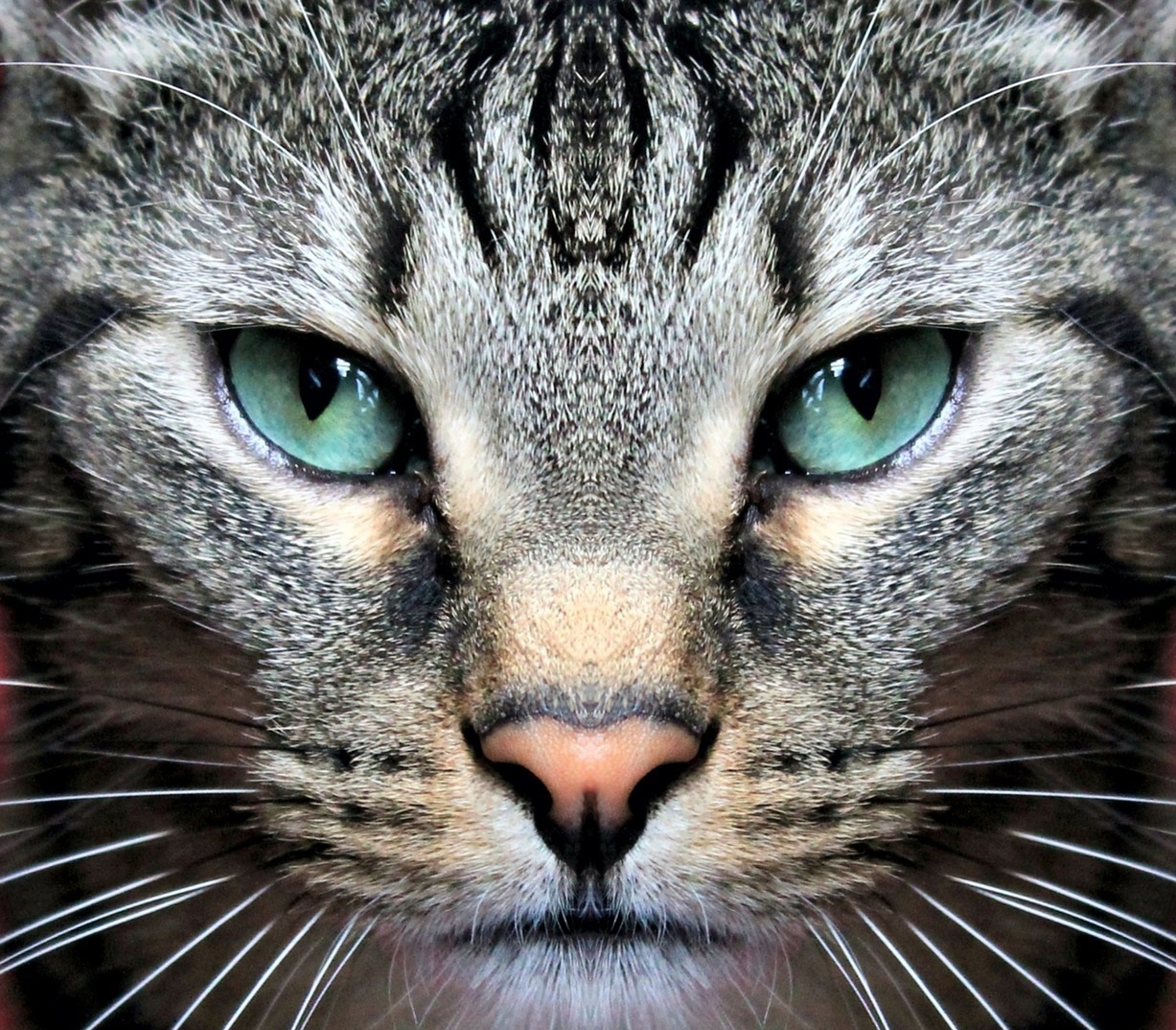 SIMETRÍA ANIMAL: ASPECTOS EVOLUTIVOS