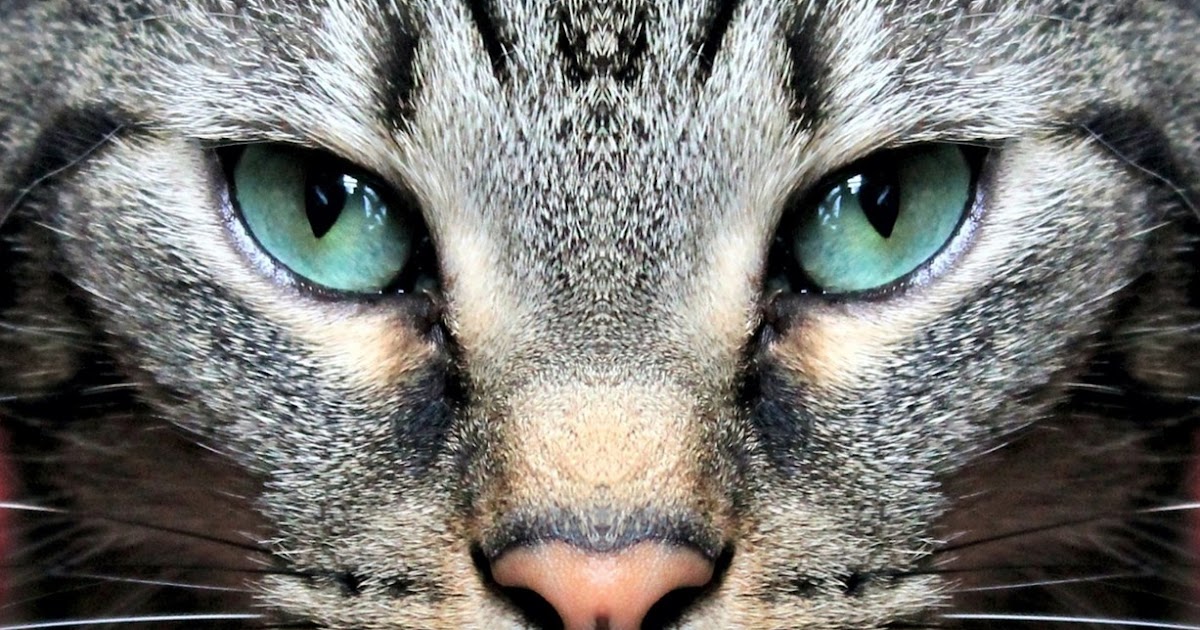 SIMETRÍA ANIMAL: ASPECTOS EVOLUTIVOS