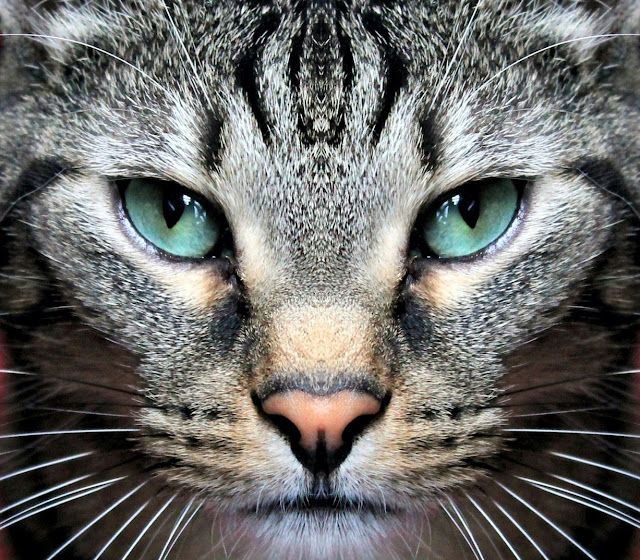 SIMETRÍA ANIMAL: ASPECTOS EVOLUTIVOS