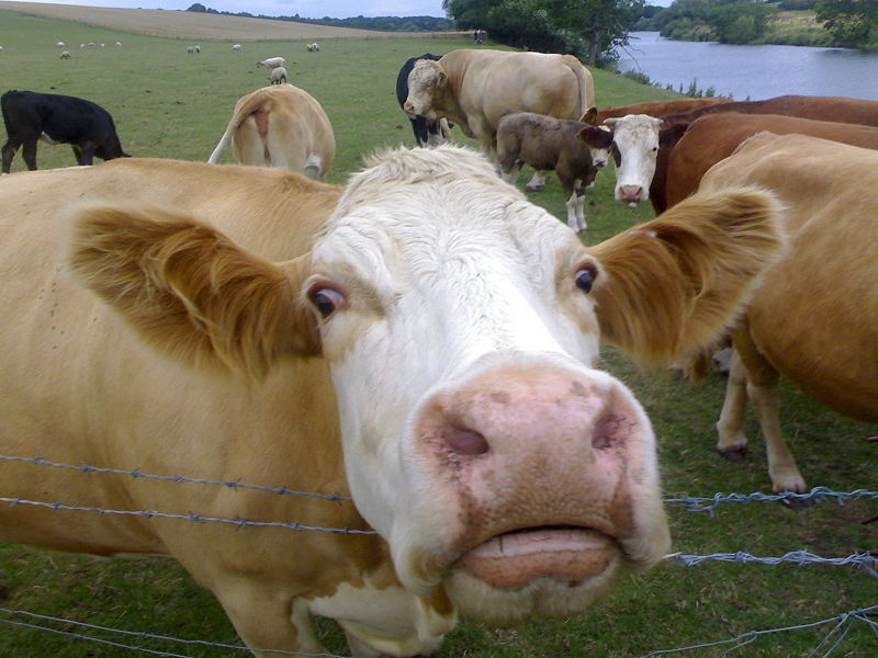 El ojo del buitre: Vaca (Bos taurus)