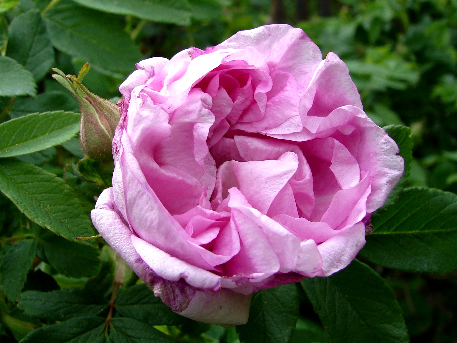 La Vie en Roses: Wasagaming