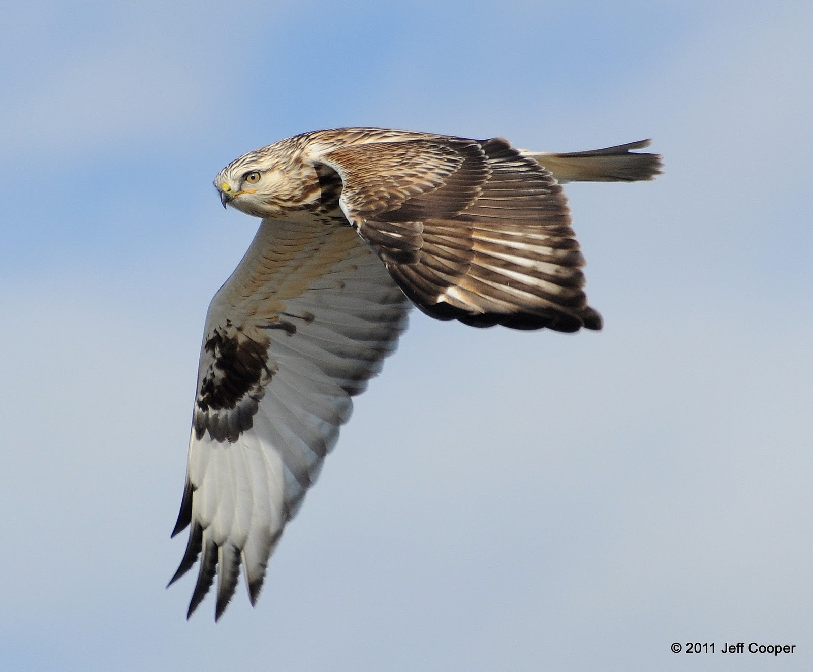 Birding Is Fun!: Priming the Pump for Winter Raptors
