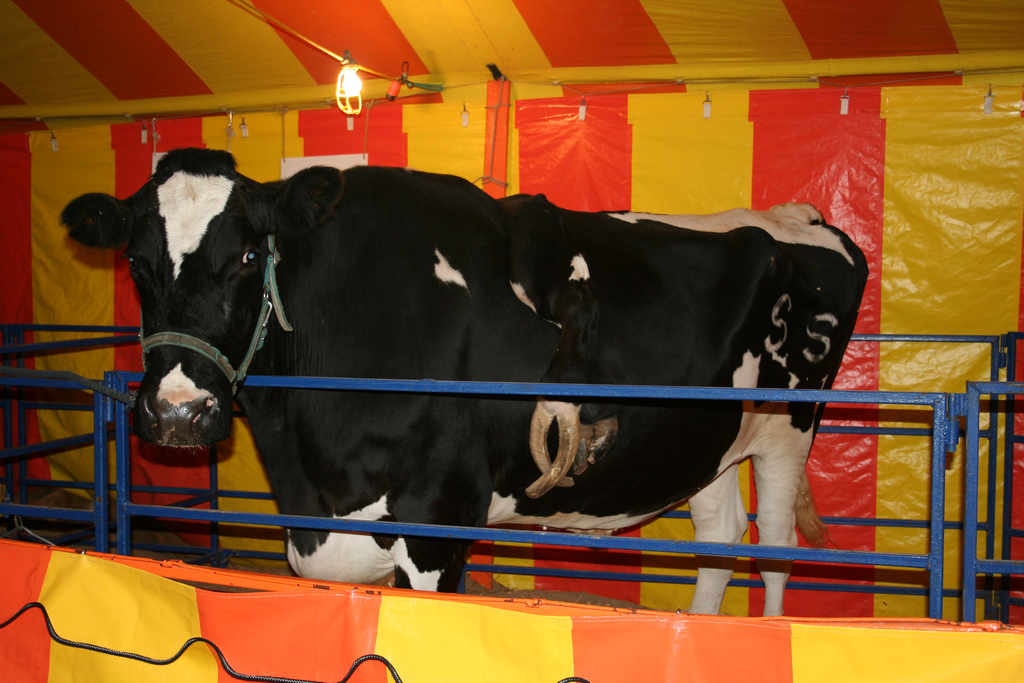 The Carpetbagger: The Modern Day Freak Show