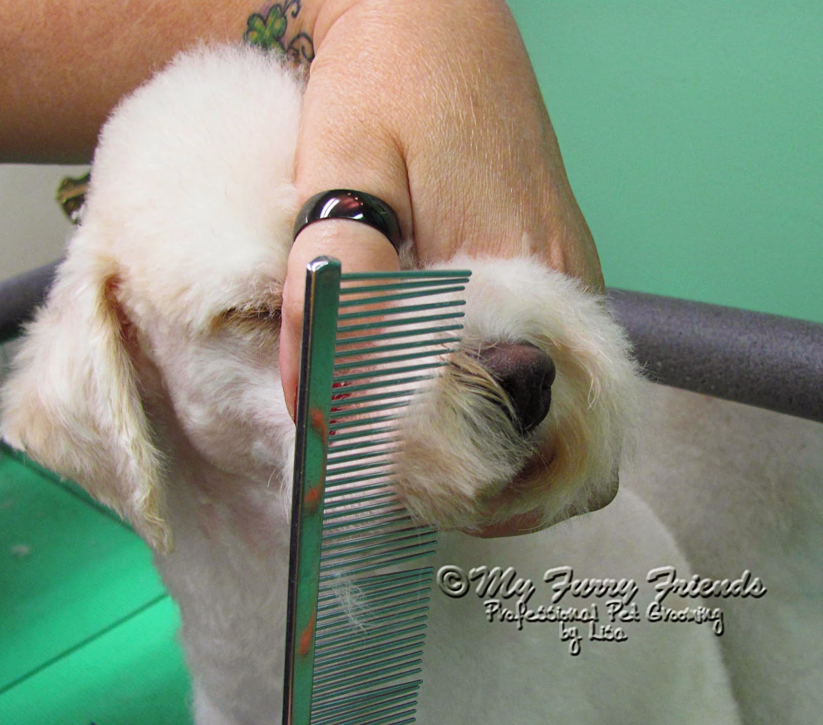 Pet Grooming: The Good, The Bad, & The Furry: Cute Face How-To
