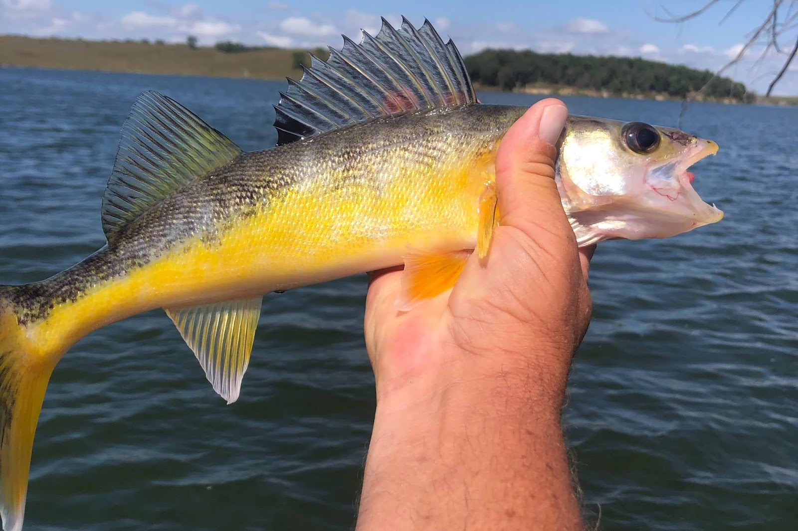 Mami's Shit: Trolling For Albert Pike - Wally The Walleye