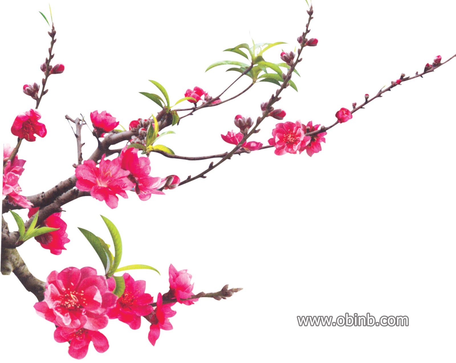 vietsinhvienit: cành đào vector