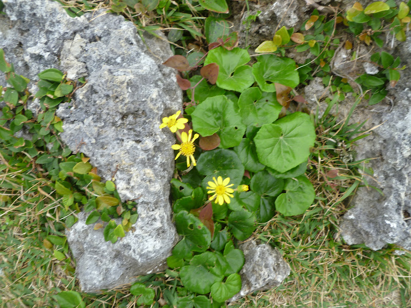 Okinawan Odyssey: Ie Shima: A Bit of Coastline